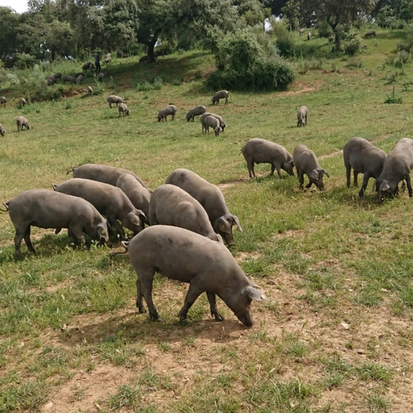 iberico pigs