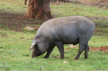 What is Pork Pluma? – Campo Grande